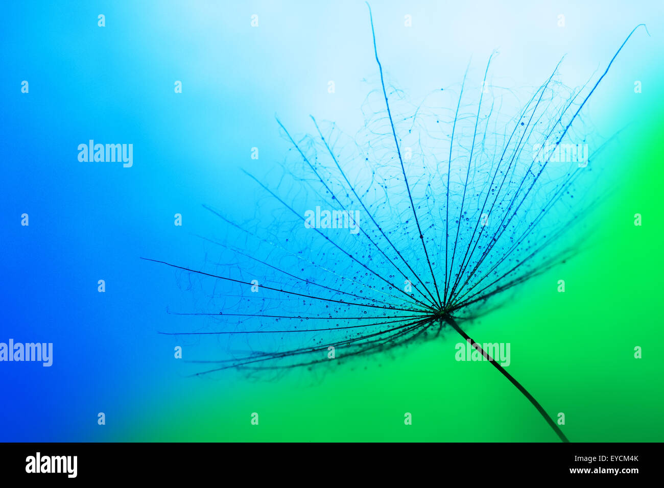 Dandelion texture hi-res stock photography and images - Alamy