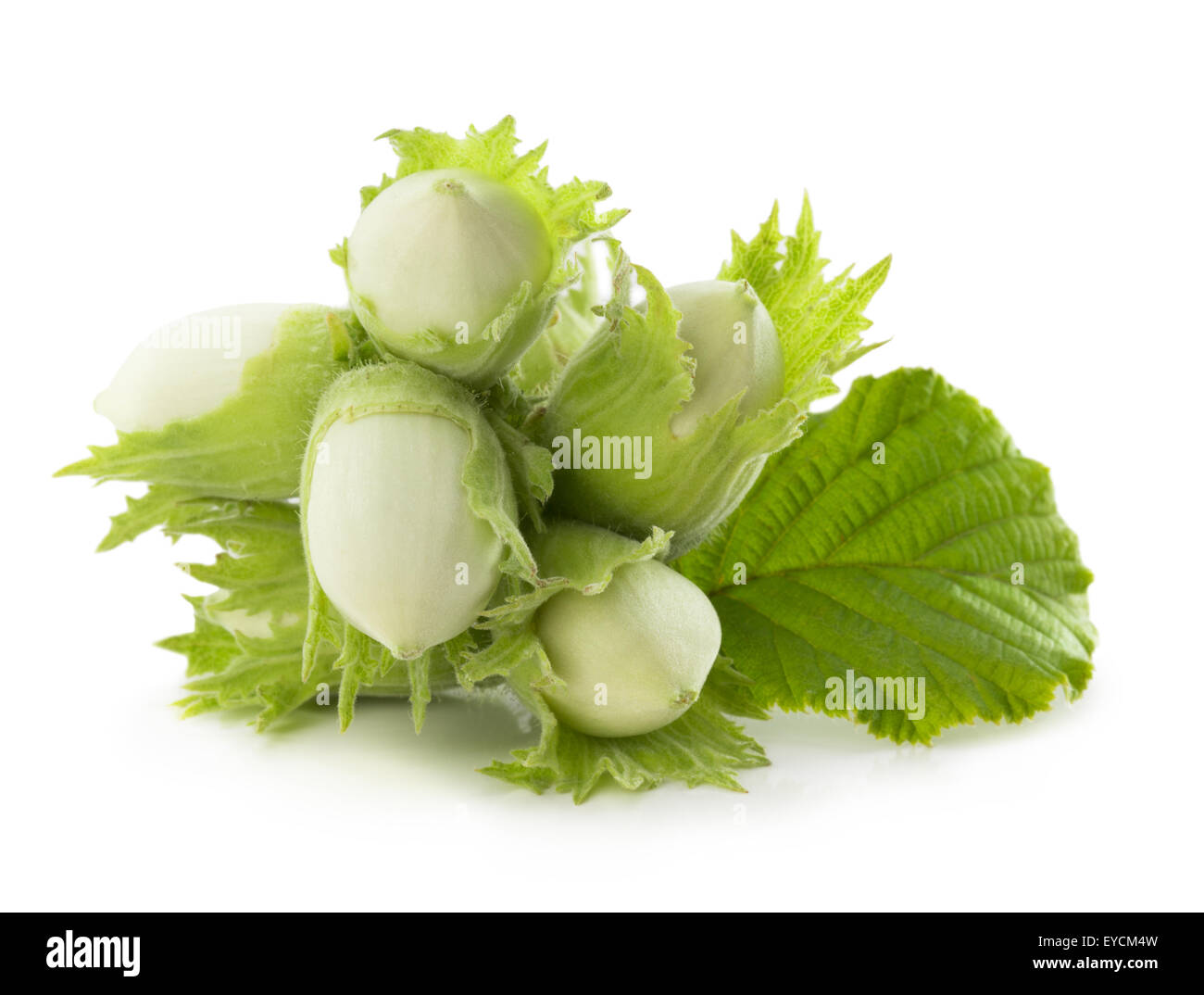 green hazelnut isolated on the white background Stock Photo - Alamy