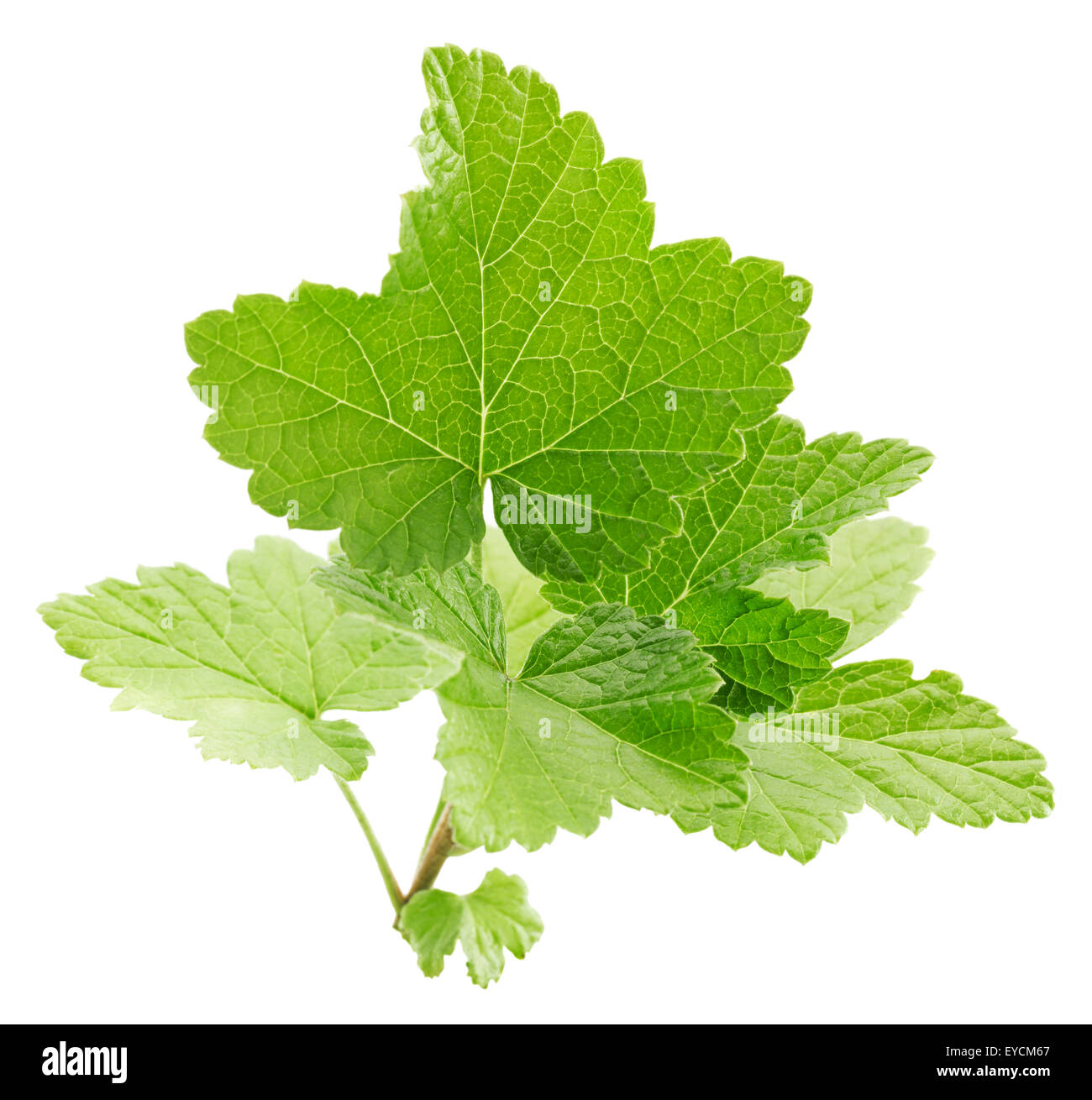Currant leaves isolated on the white background Stock Photo - Alamy