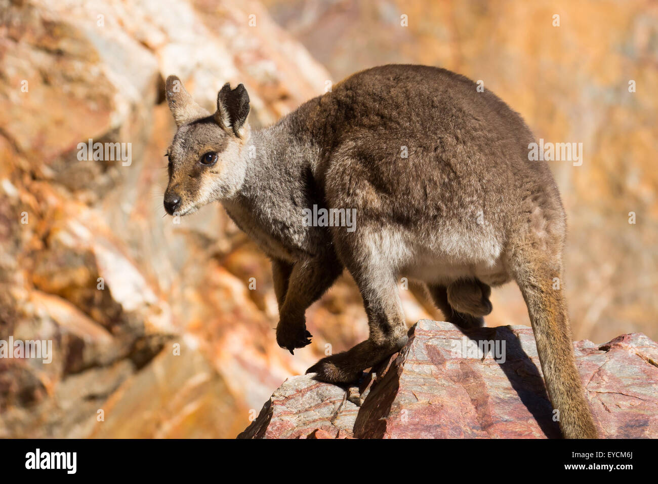 A rare sighting of a rock wallaby amongst rocks in a cliff face at ...