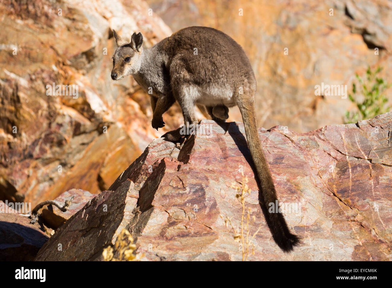A rare sighting of a rock wallaby amongst rocks in a cliff face at ...