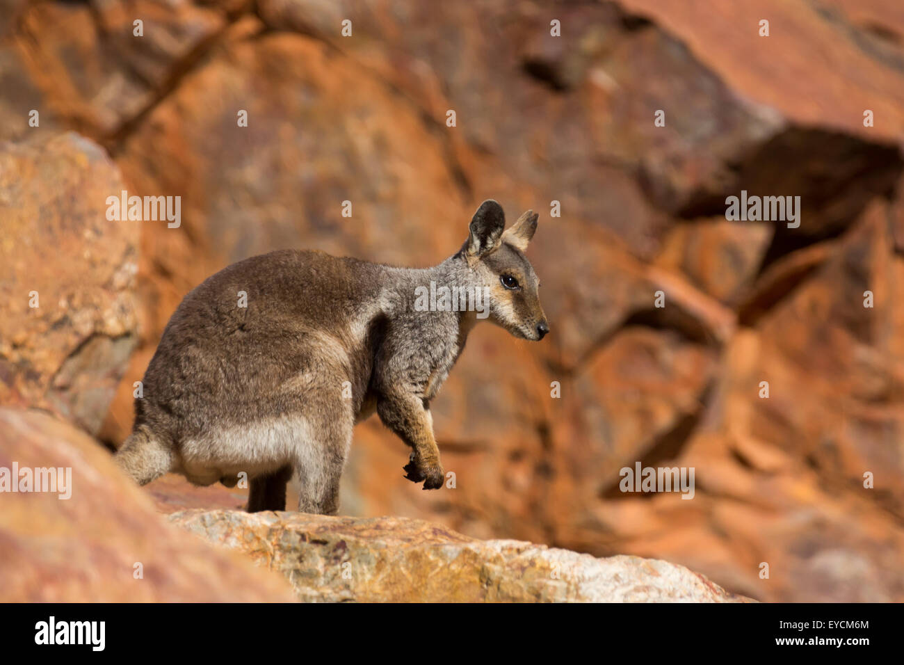 A rare sighting of a rock wallaby amongst rocks in a cliff face at ...