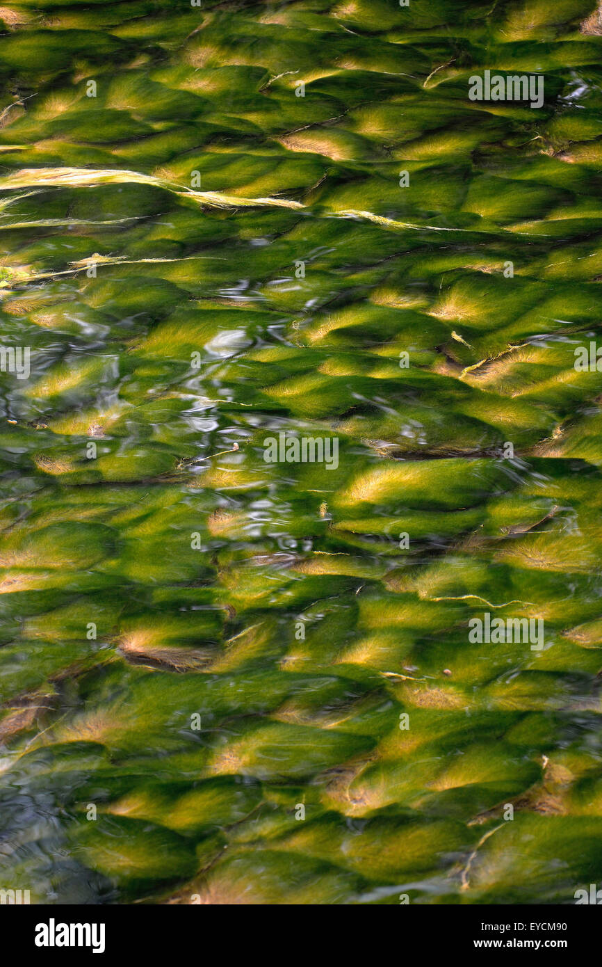 Aquatic plants in a stream Stock Photo - Alamy