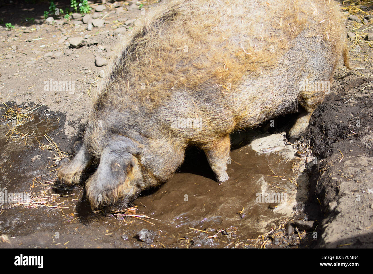 Mangalitsa pig at Beamish Open Air Museum Stock Photo - Alamy