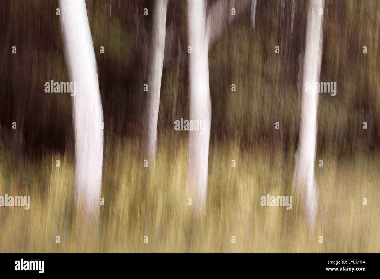 Tree motion blur hi-res stock photography and images - Alamy