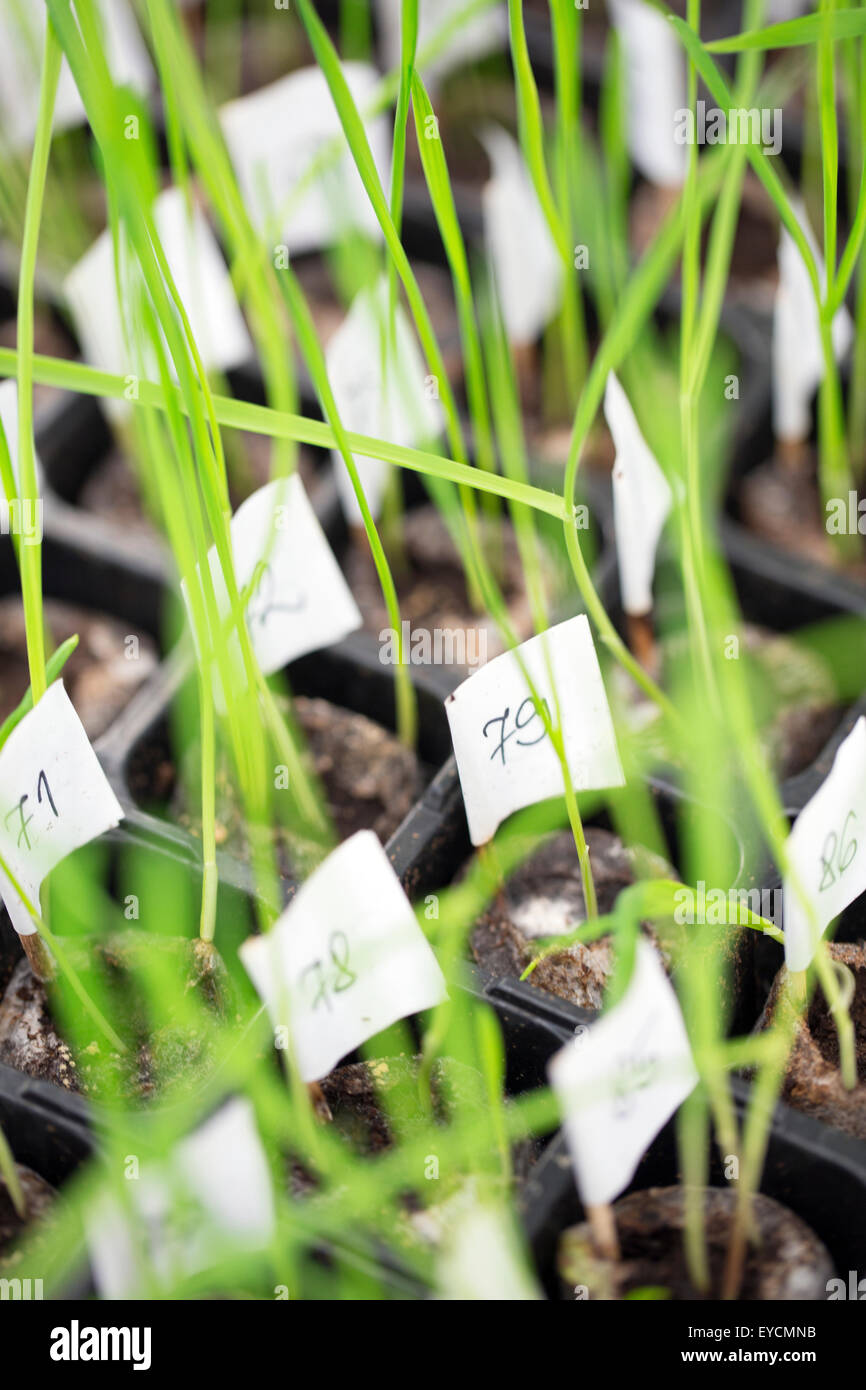 Plants in laboratory Stock Photo - Alamy