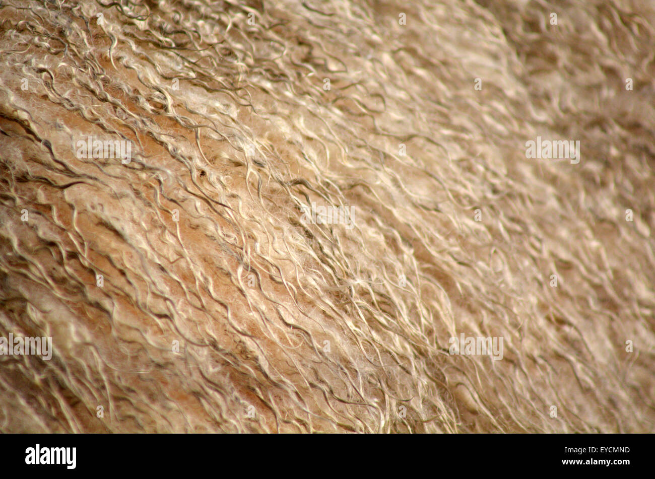 Woolly Texture High Resolution Stock Photography and Images - Alamy