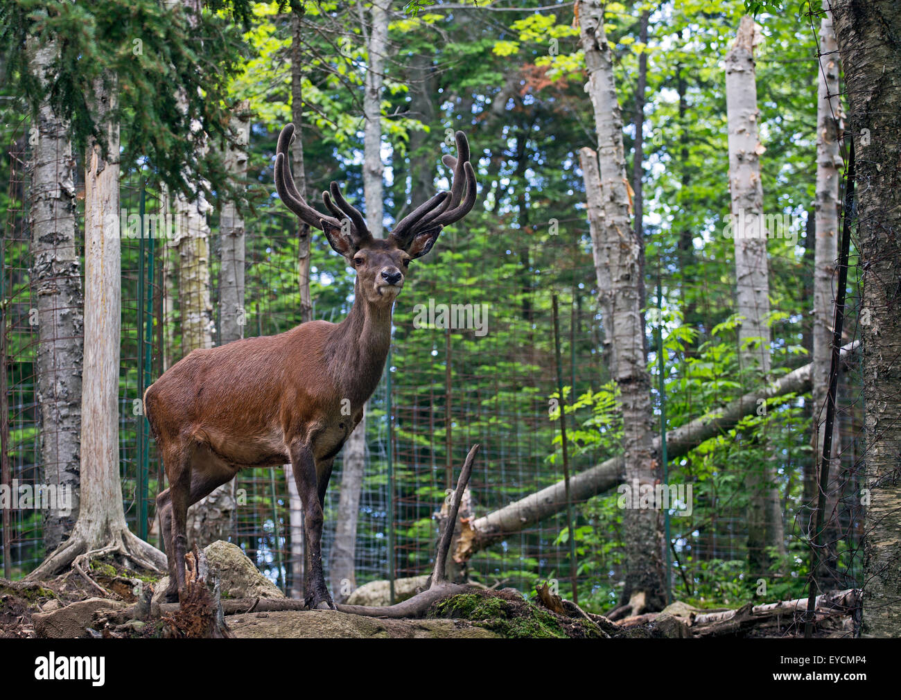 Beautiful elk hi-res stock photography and images - Alamy