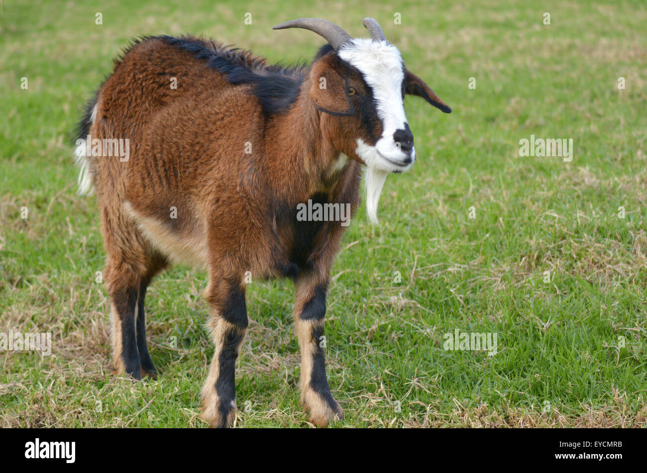Domestic Goat Male High Resolution Stock Photography and Images - Alamy