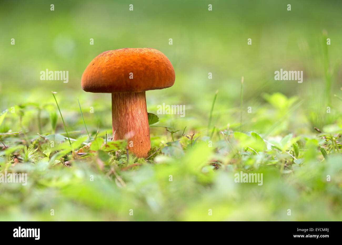 Red wild grass hi-res stock photography and images - Alamy