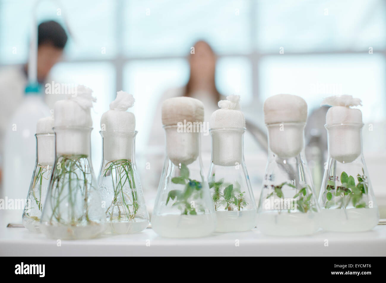 Laboratory, Plants in test tubes Stock Photo - Alamy