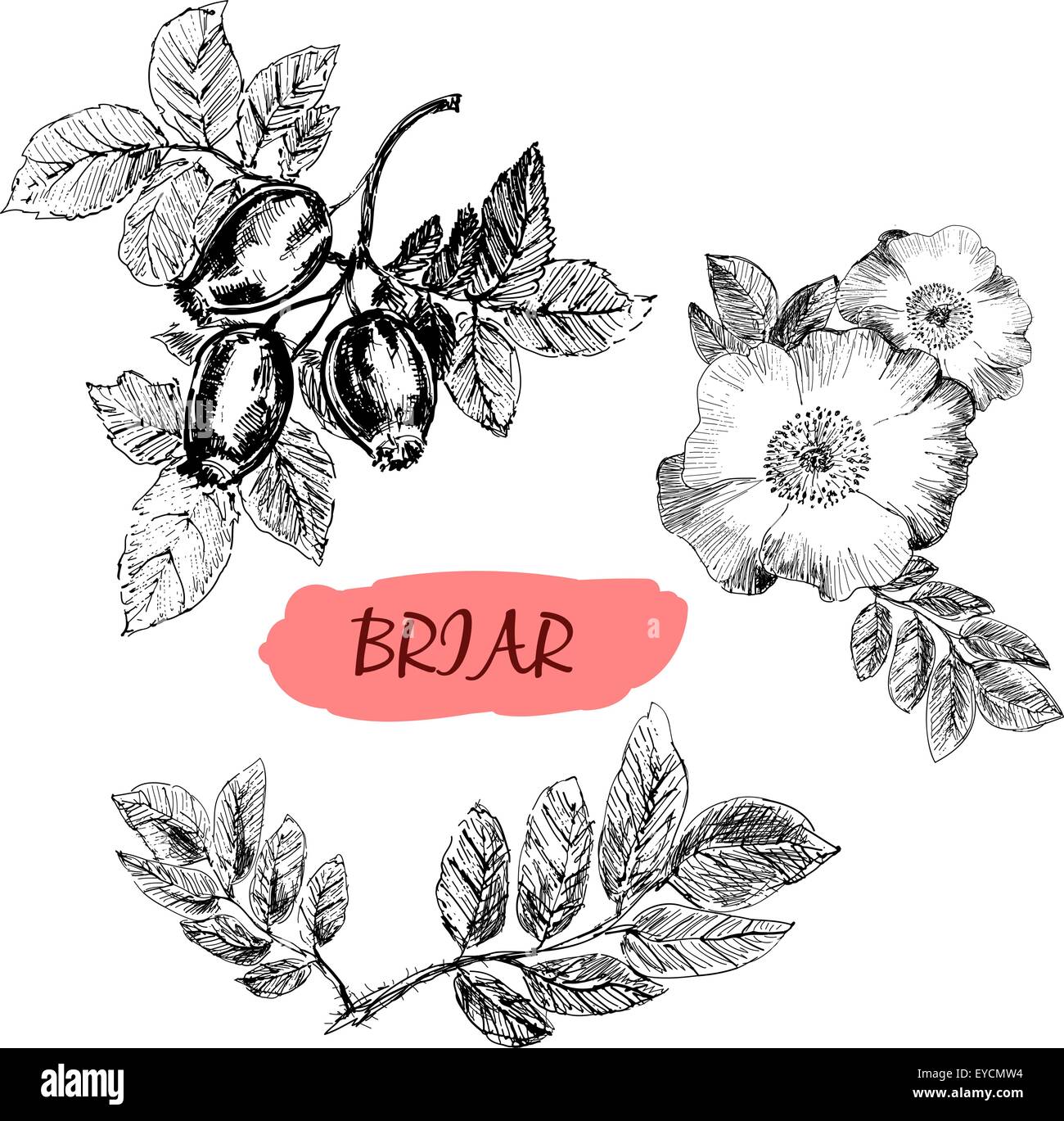 Black berries wild rose Stock Vector Images - Alamy