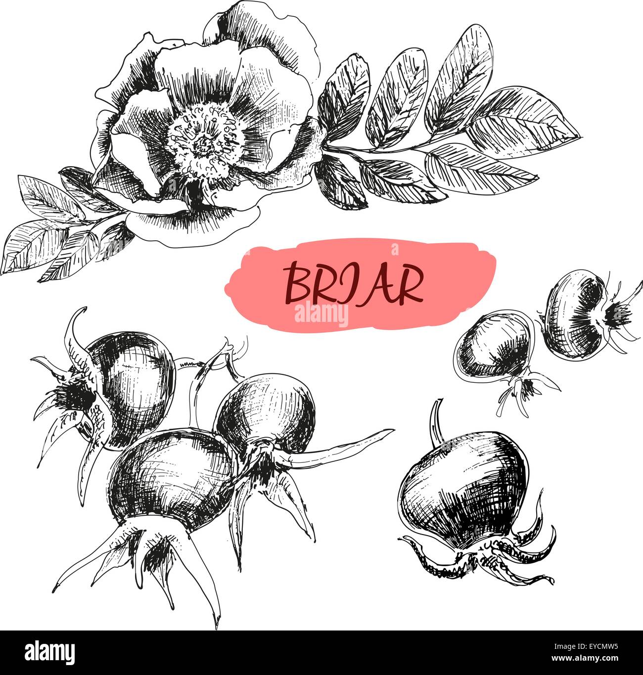 Black berries wild rose Stock Vector Images - Alamy