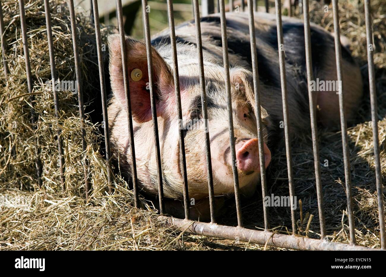 Miniature swine hi-res stock photography and images - Alamy