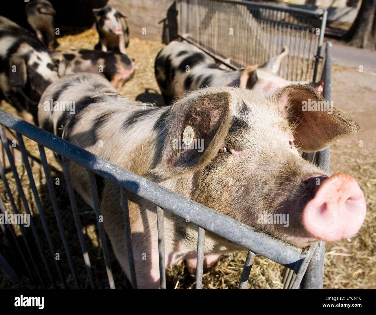 Miniature swine hi-res stock photography and images - Alamy