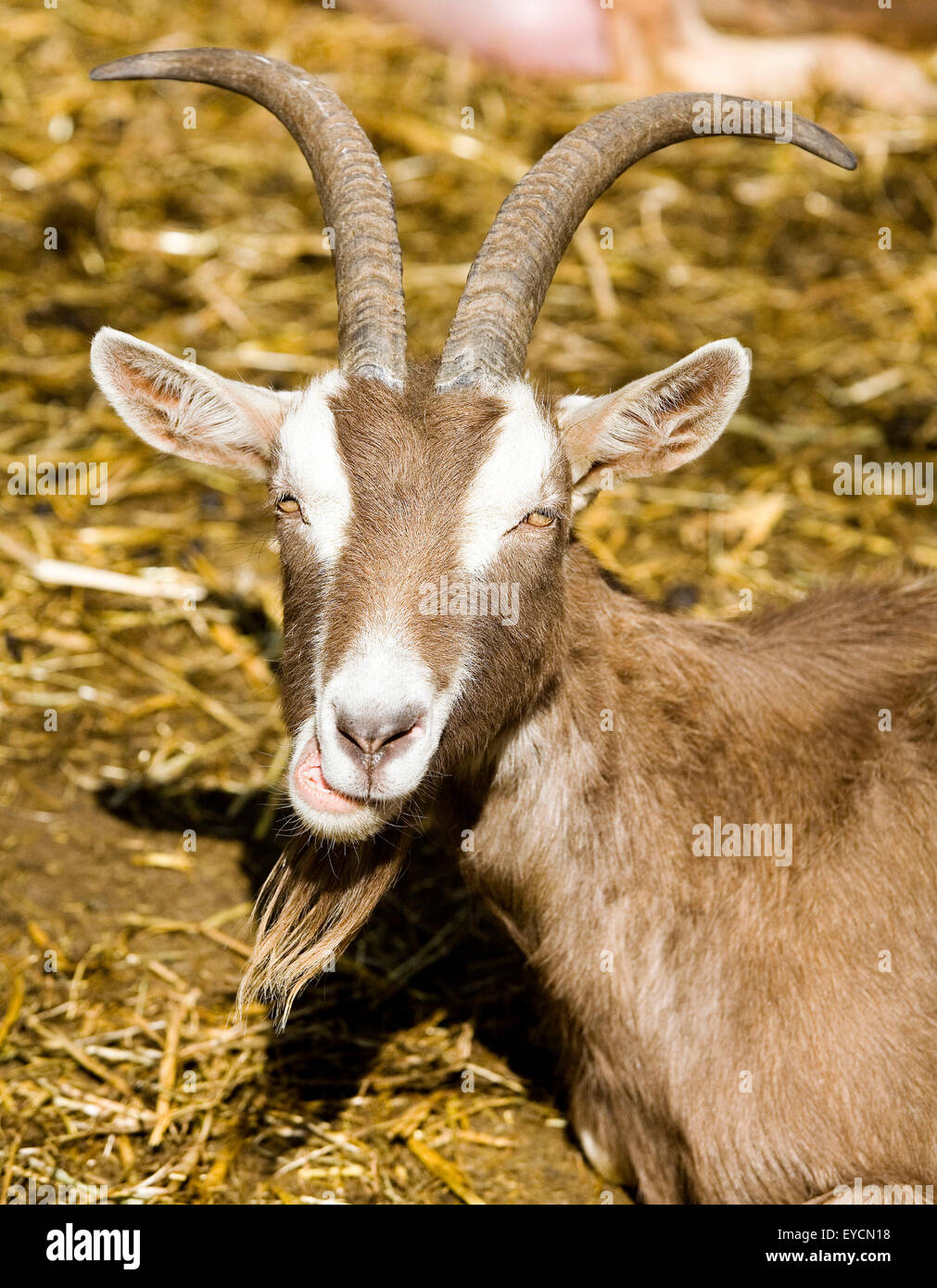 Dairy goat breeds hi-res stock photography and images - Alamy