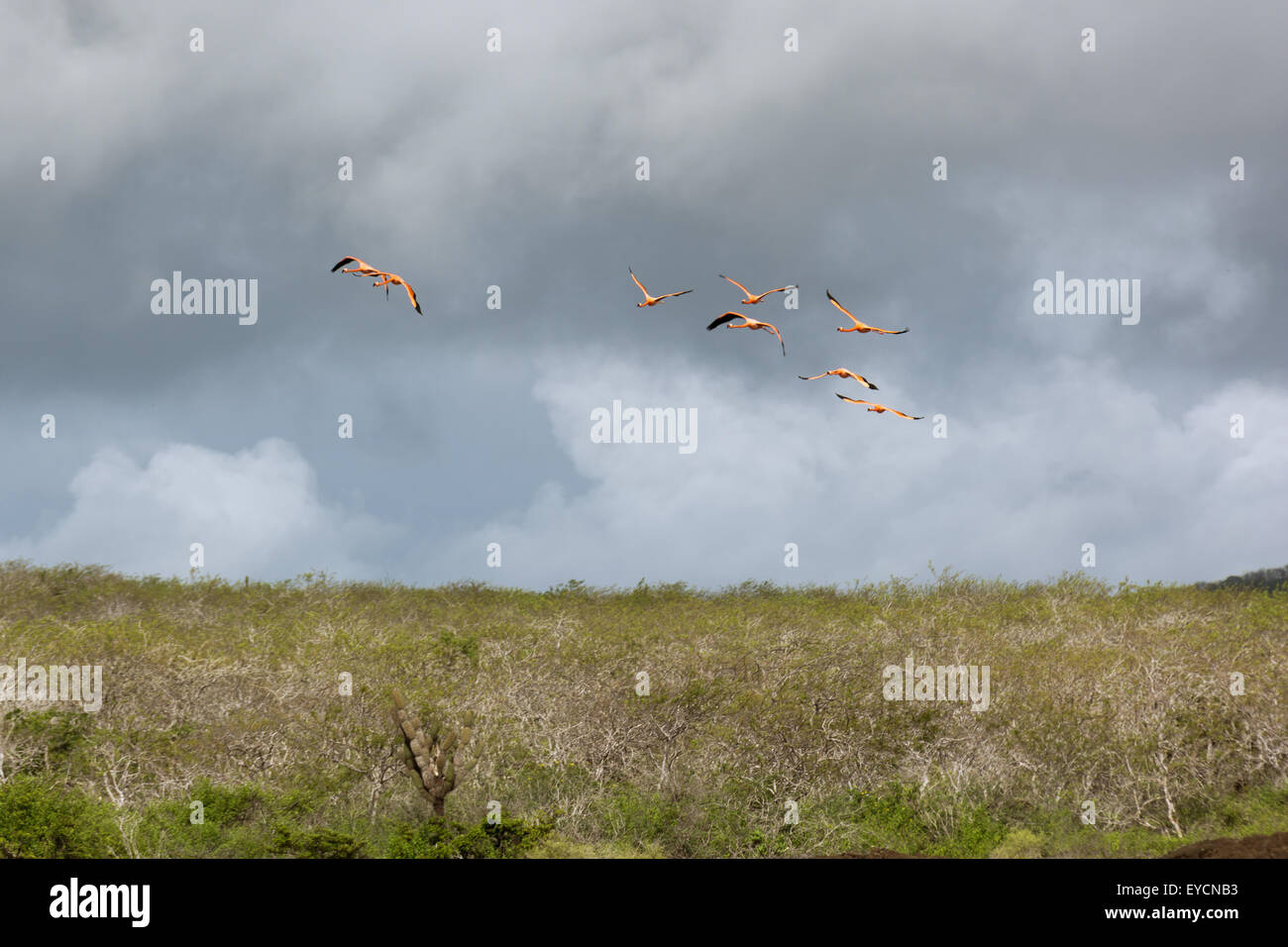 Flight of low flying flamingos in stormy weather. Due to the panning ...