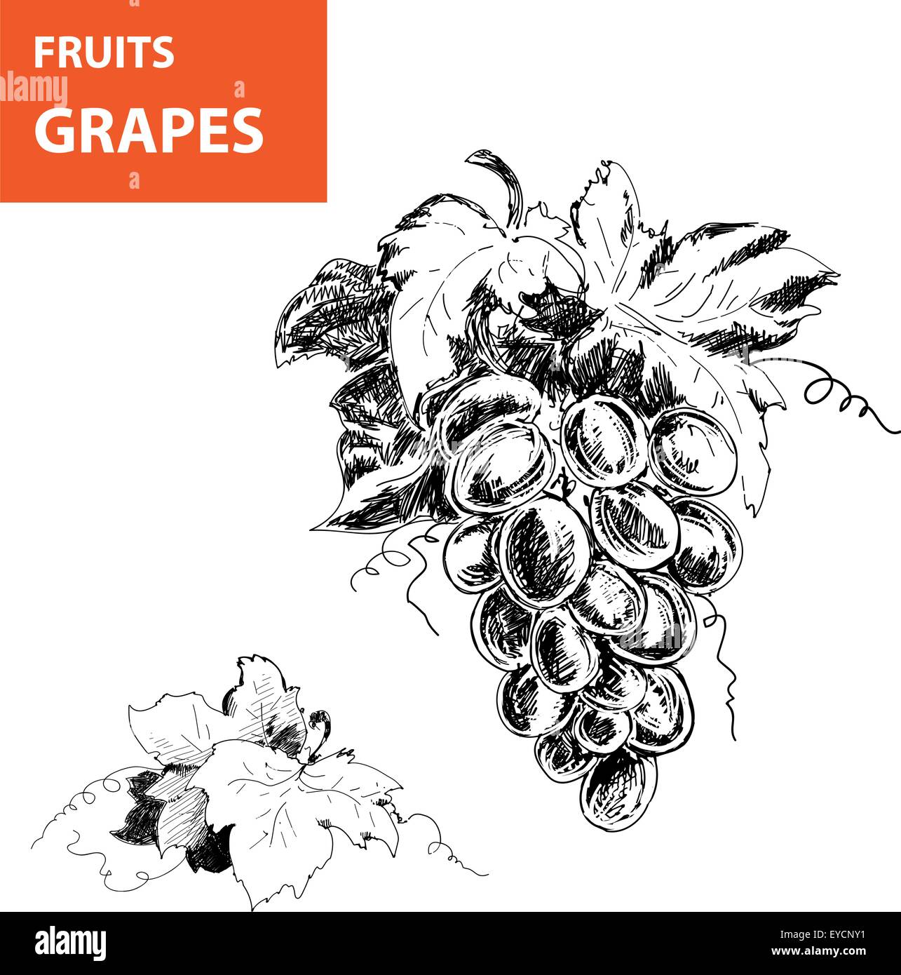 Hand drawn illustrations of grapes Stock Vector Image & Art - Alamy