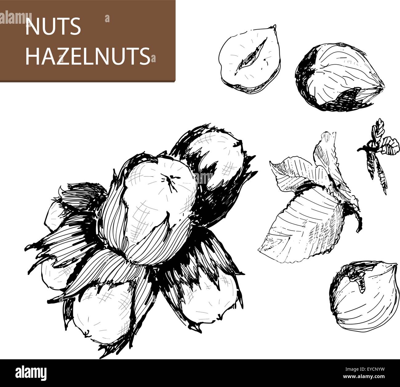 Hazelnut tree garden Stock Vector Images - Alamy