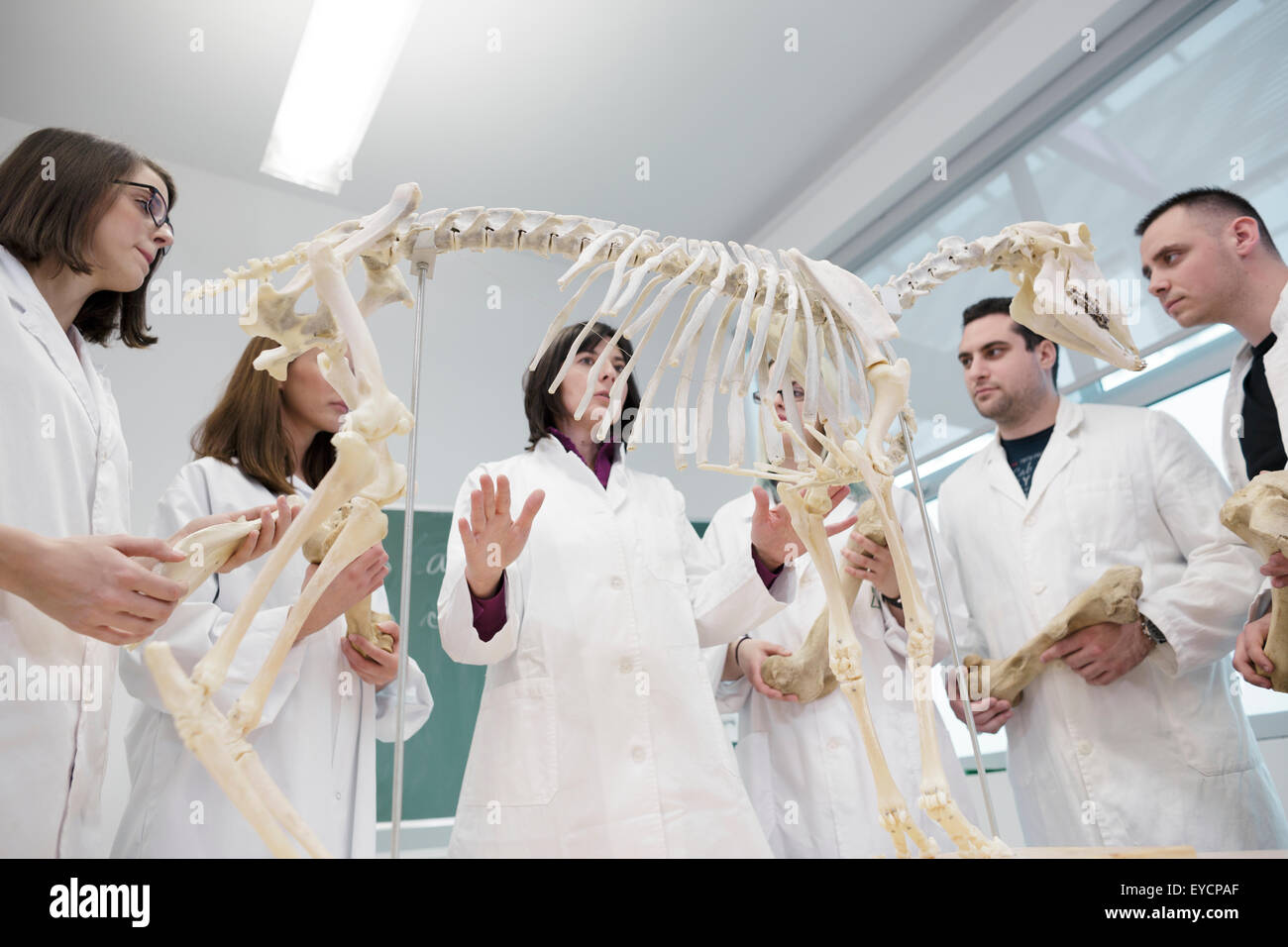 Science students looking at animal skeleton in school classroom Stock ...