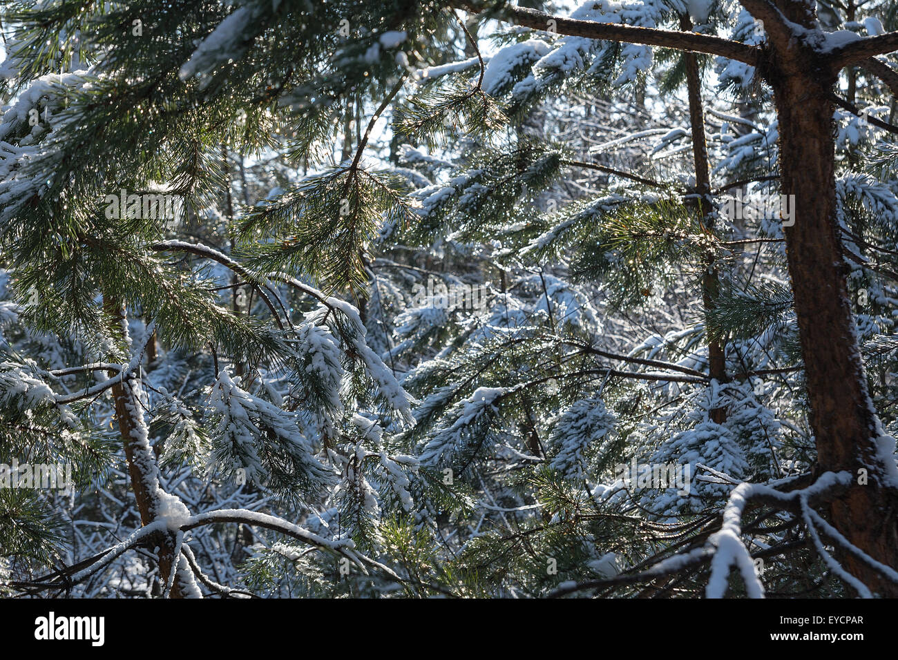 Pine trees in winter Stock Photo - Alamy