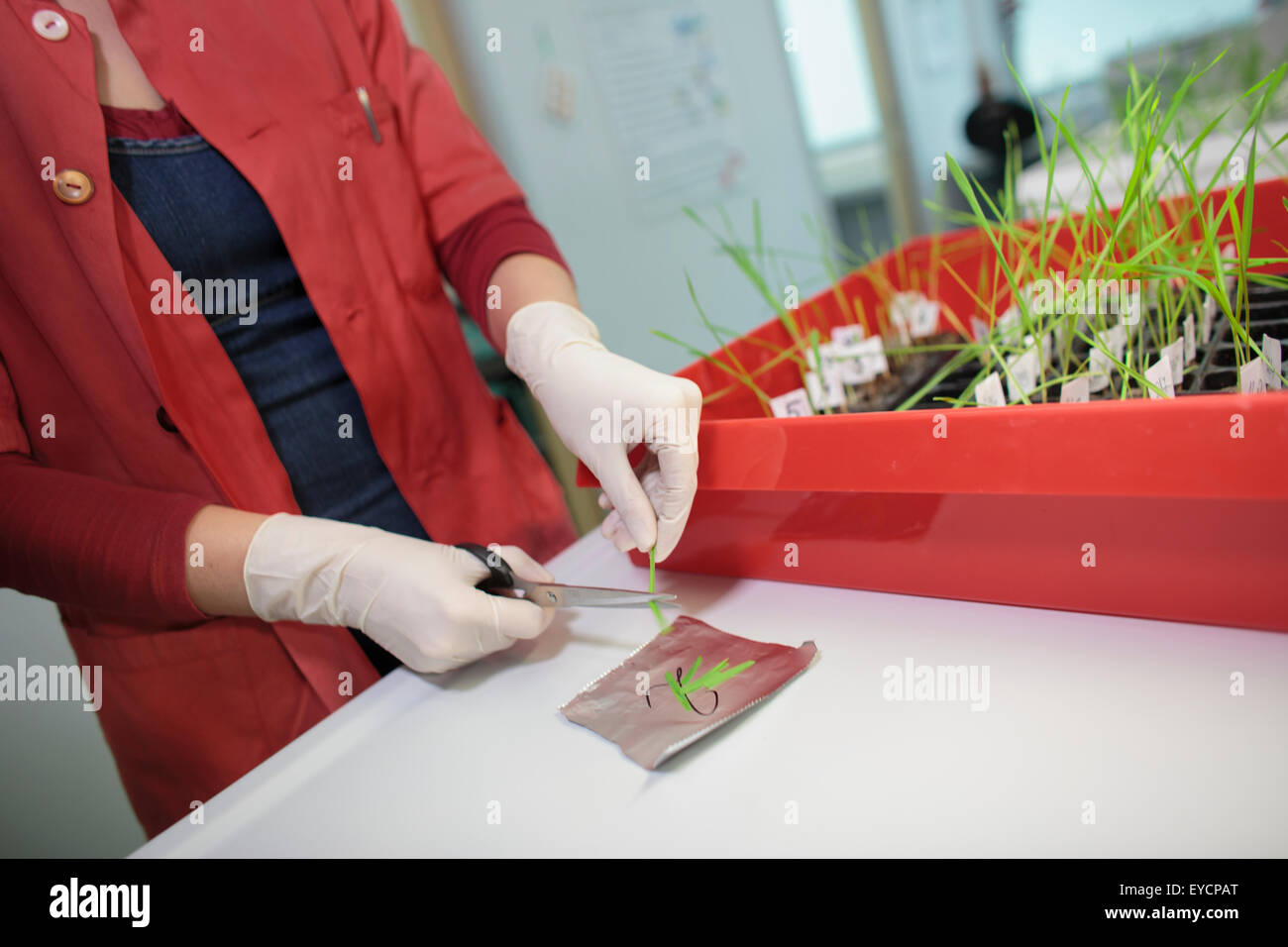 Female scientist researching on plants in lab Stock Photo - Alamy