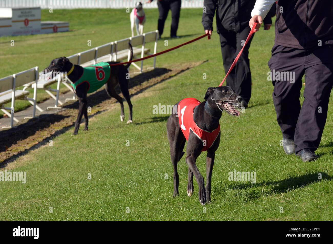 Greyhound Track High Resolution Stock Photography and Images - Alamy