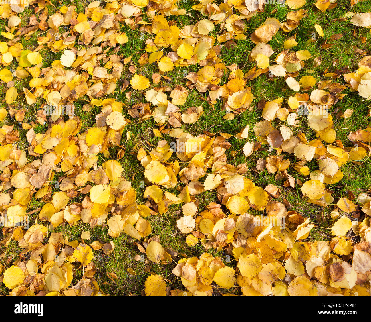 Background of yellow autumn leaves Stock Photo - Alamy