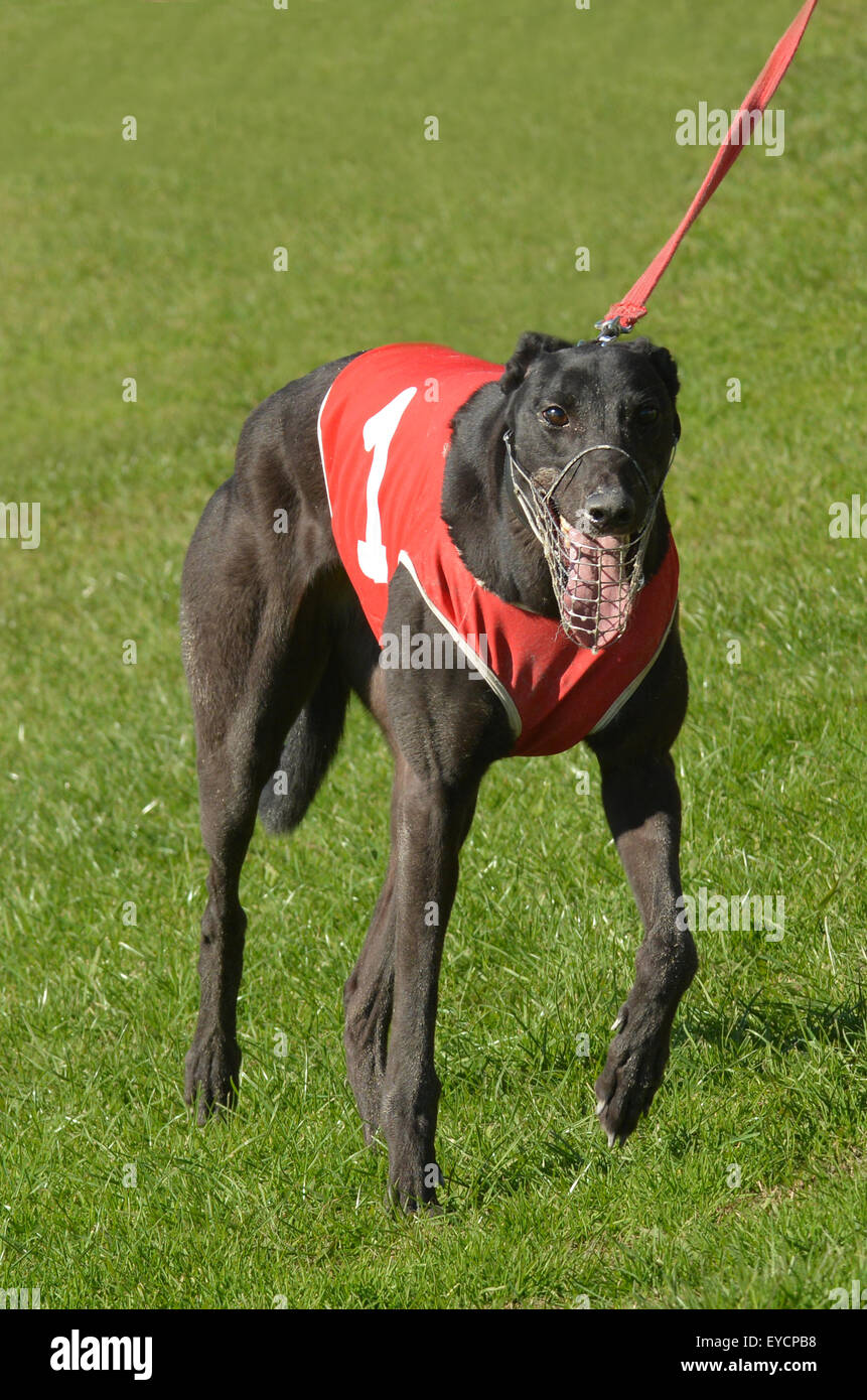 Racing Dog Breed High Resolution Stock Photography and Images - Alamy