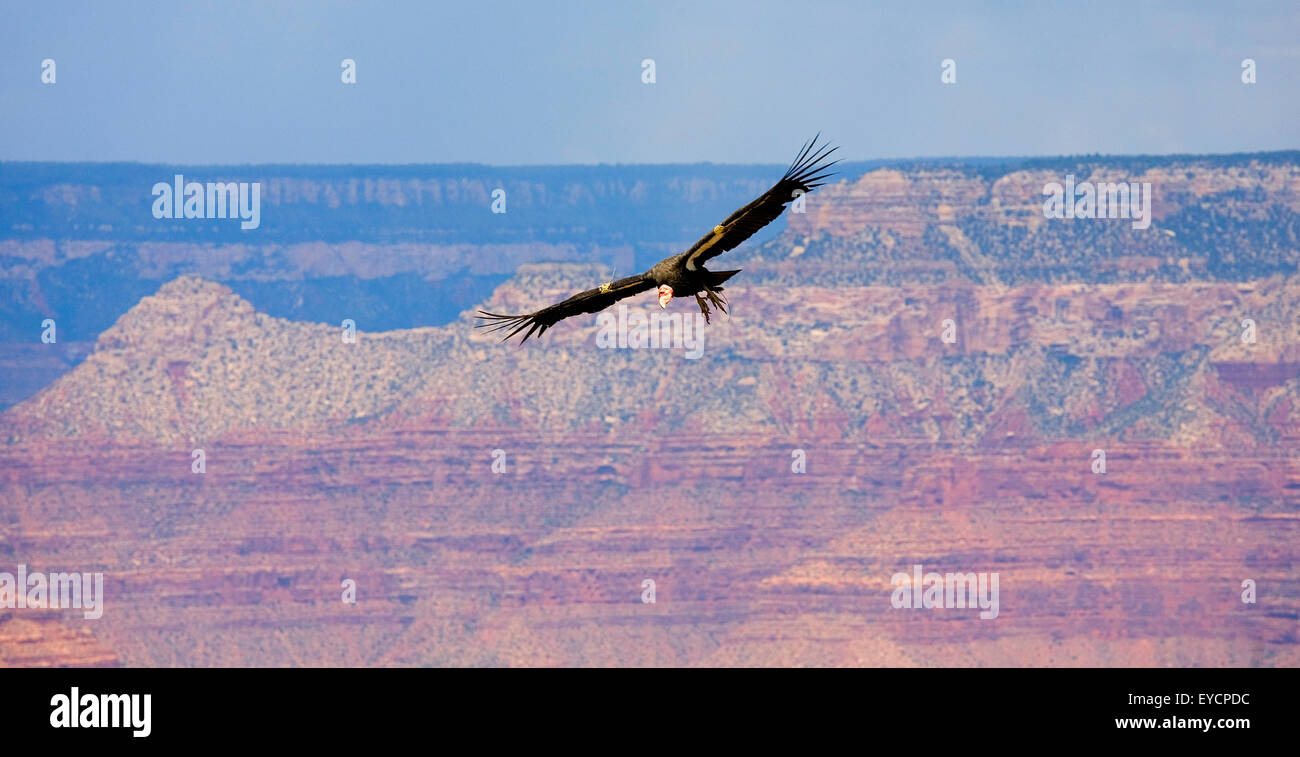Condor grand canyon arizona hi-res stock photography and images - Alamy