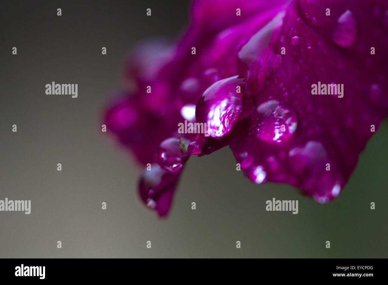 Raindrop in a field hi-res stock photography and images - Alamy