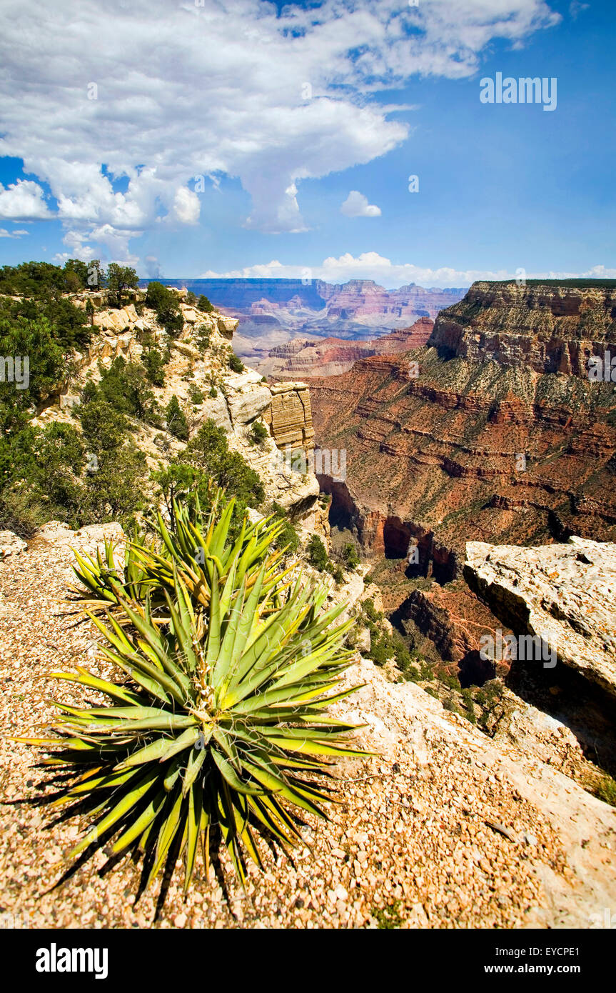 Grand canyon arizona agave hi-res stock photography and images - Alamy