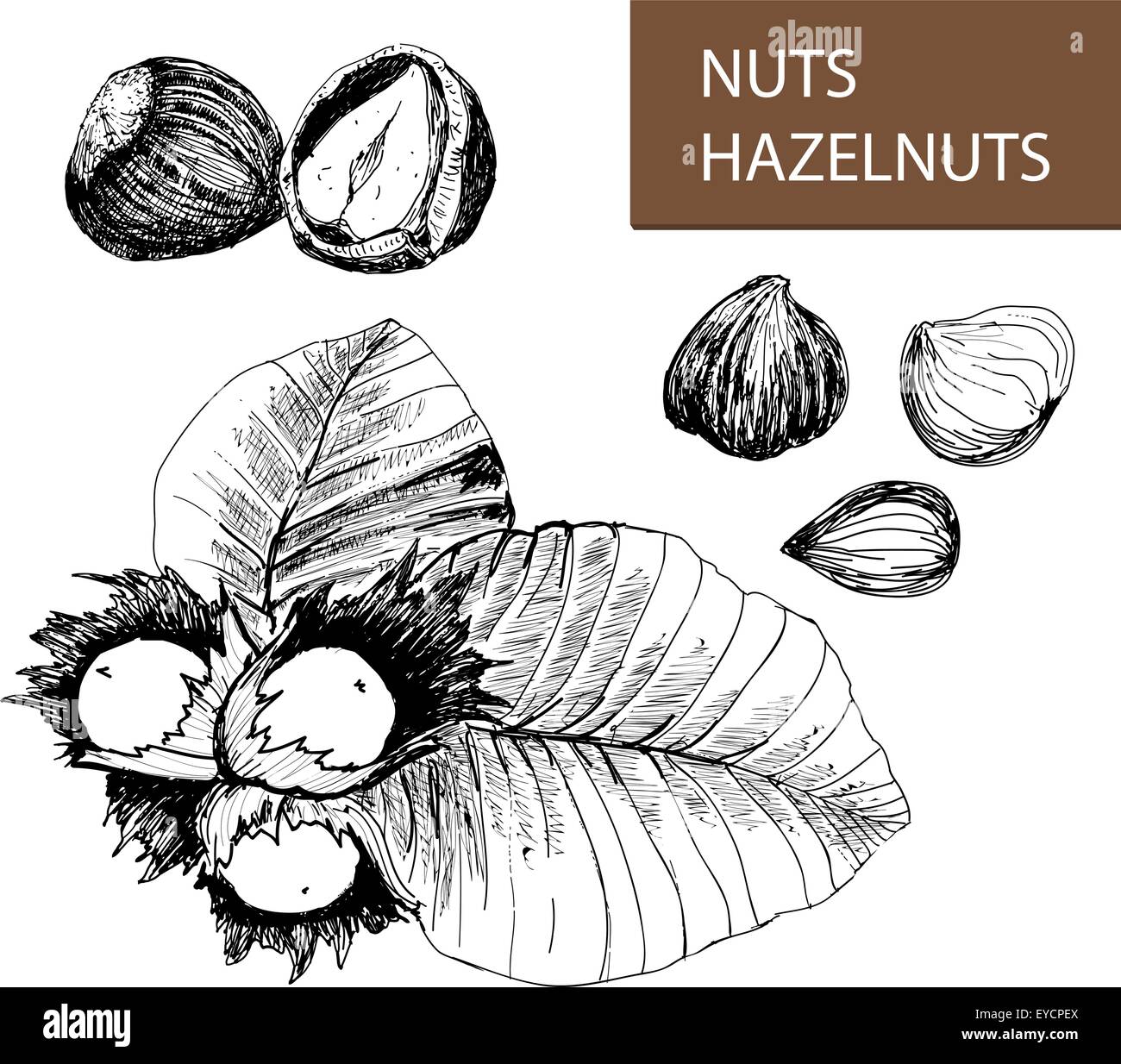 Hazelnut tree garden Stock Vector Images - Alamy