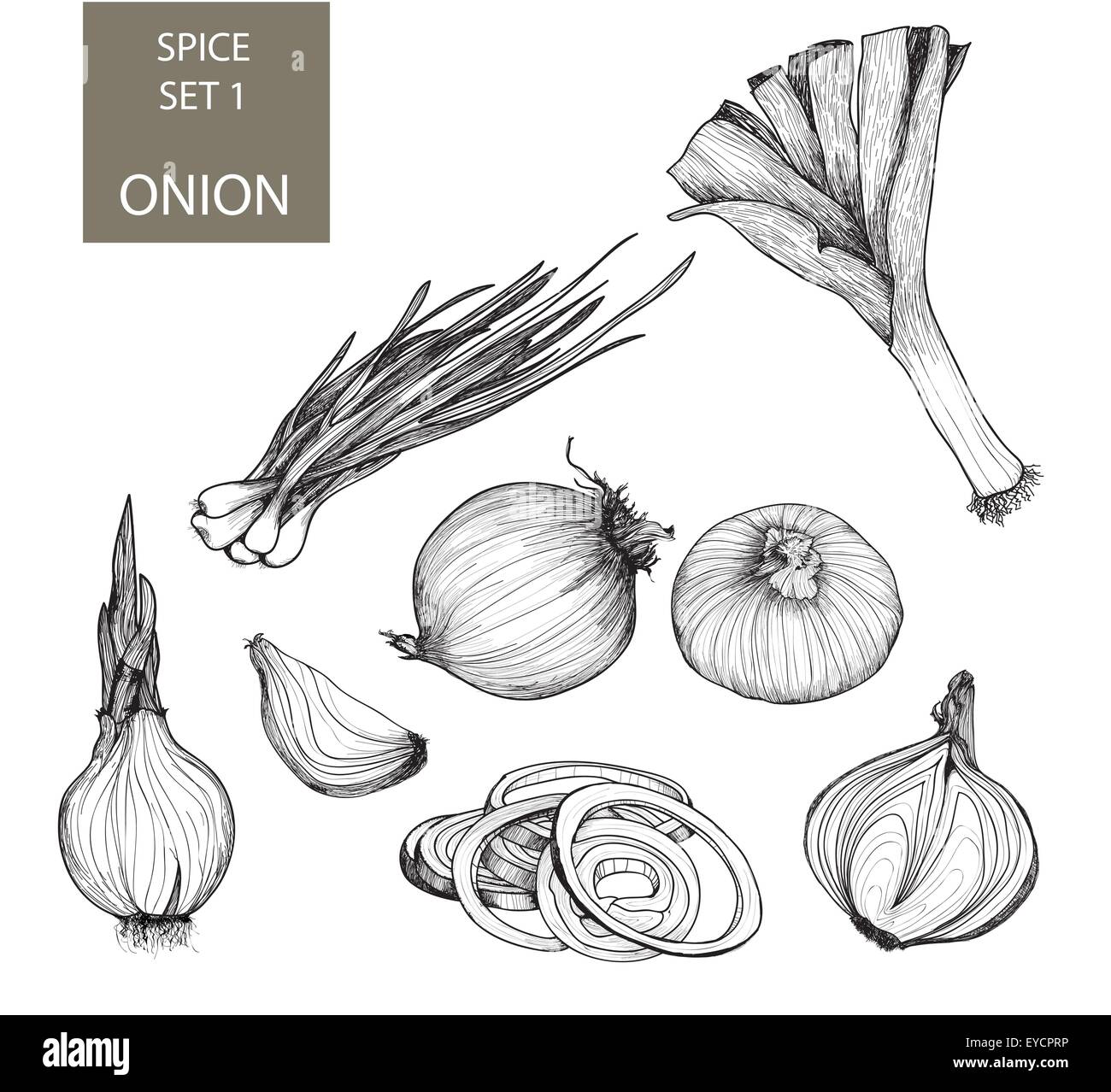Onion. Set of illustrations Stock Vector Image & Art - Alamy