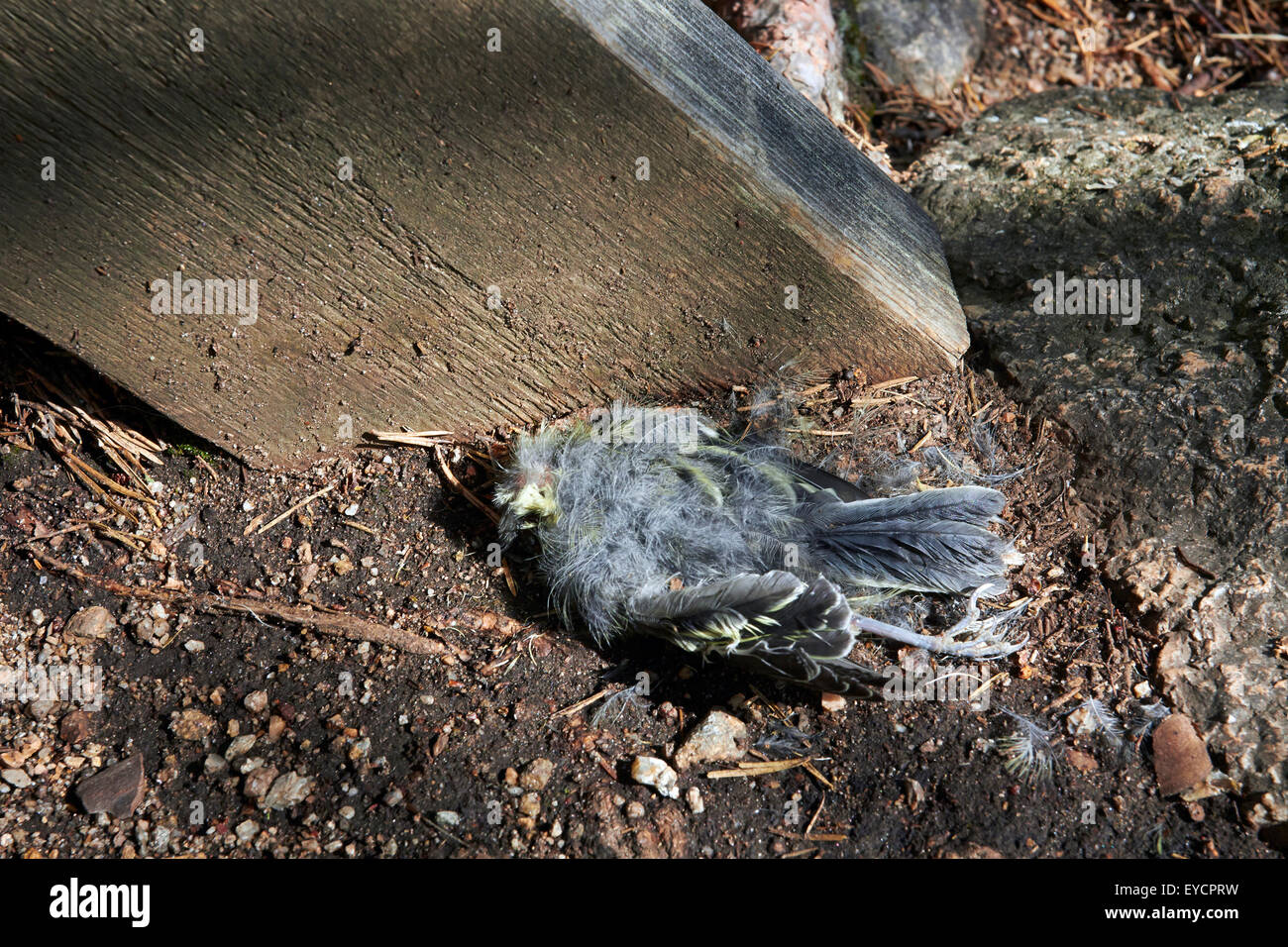 dead bird on ground Stock Photo - Alamy