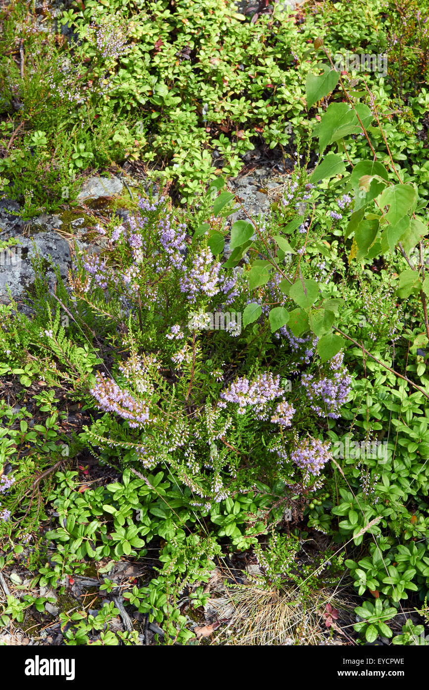 forest floor plants, Finland Stock Photo - Alamy