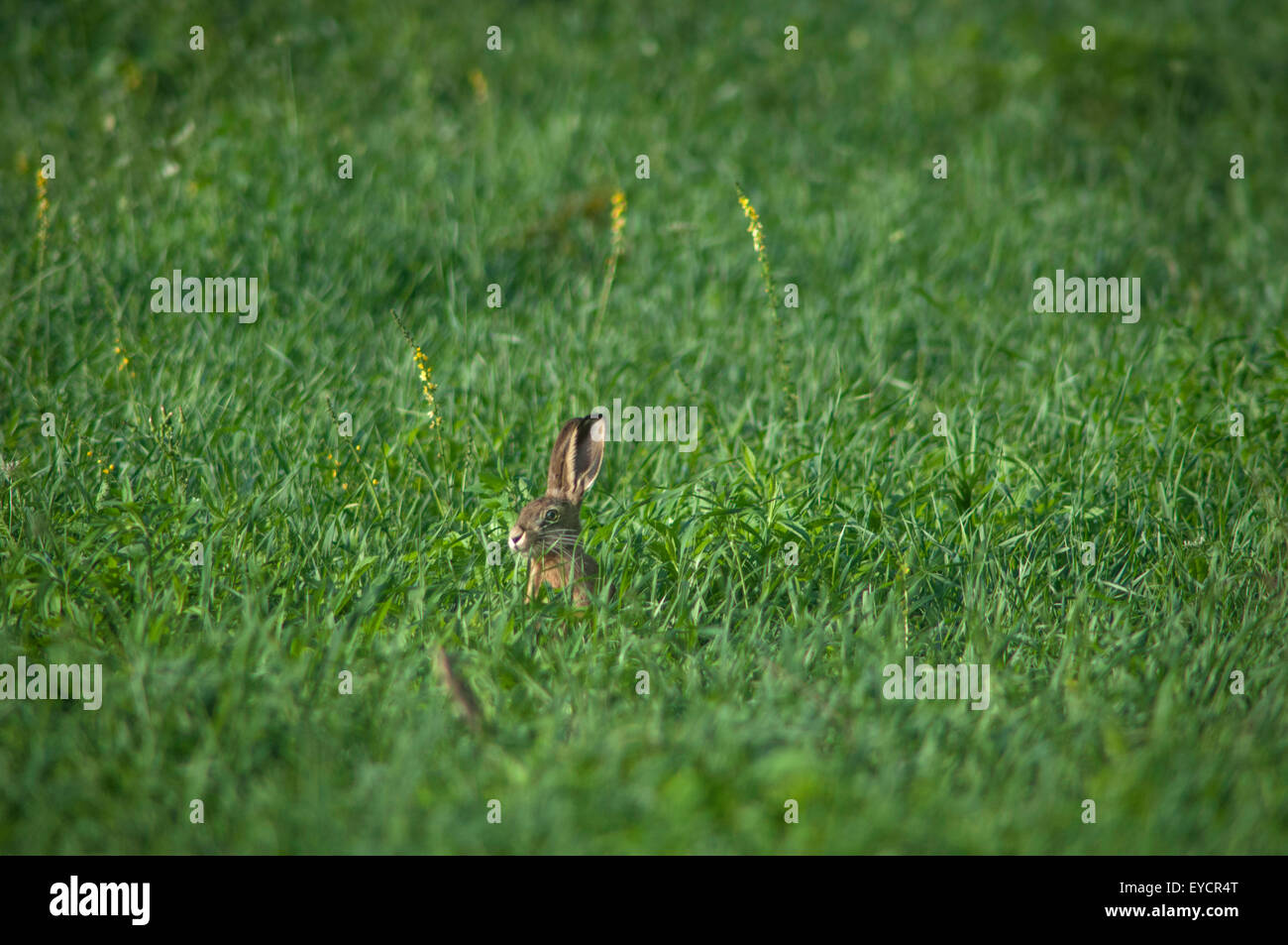 A wild hare hi-res stock photography and images - Alamy