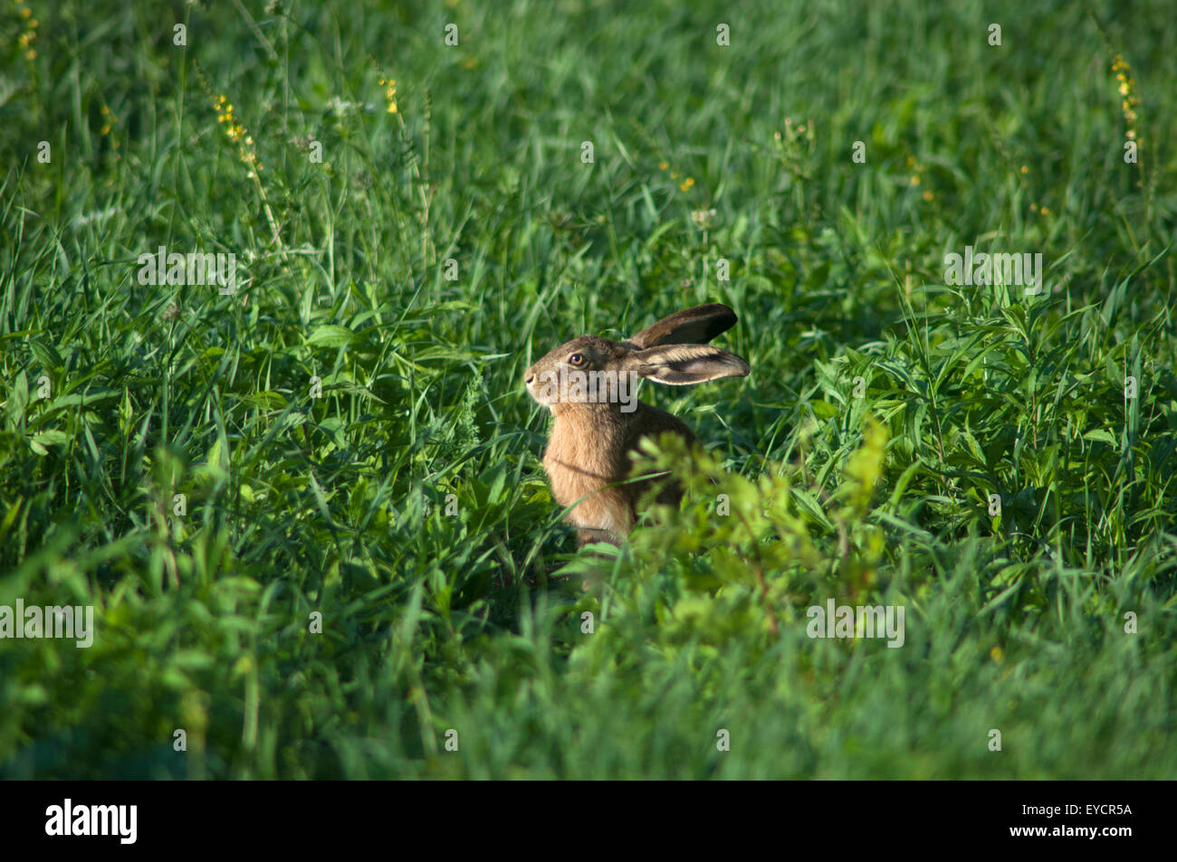 A wild hare hi-res stock photography and images - Alamy