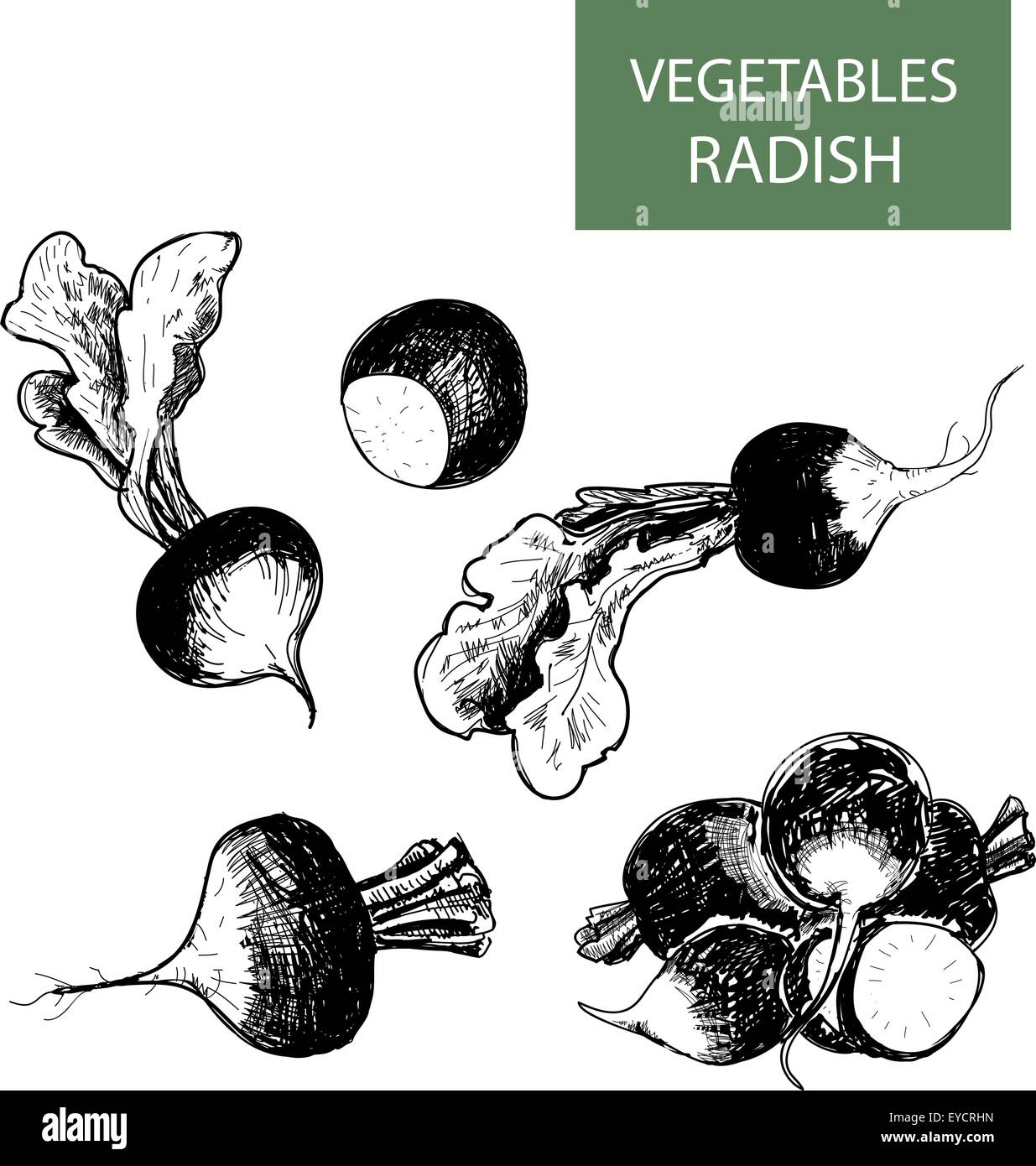 Botanical illustration of radish hi-res stock photography and images ...