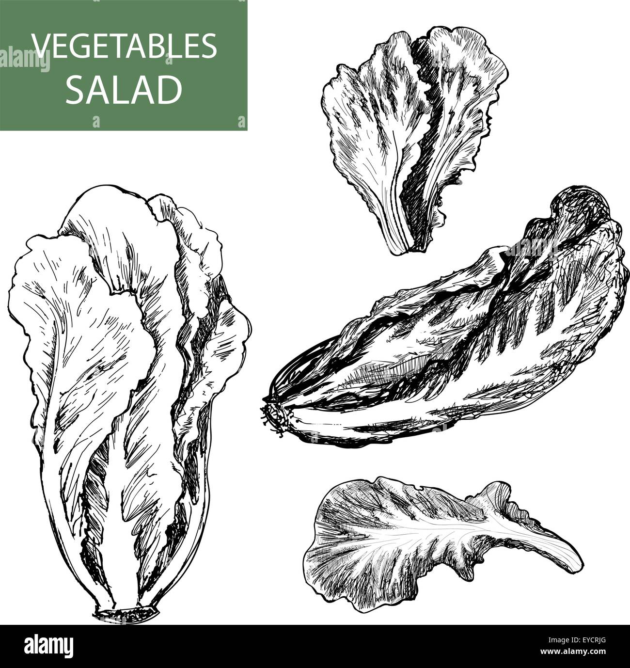 Salad - set of vector illustration Stock Vector Image & Art - Alamy