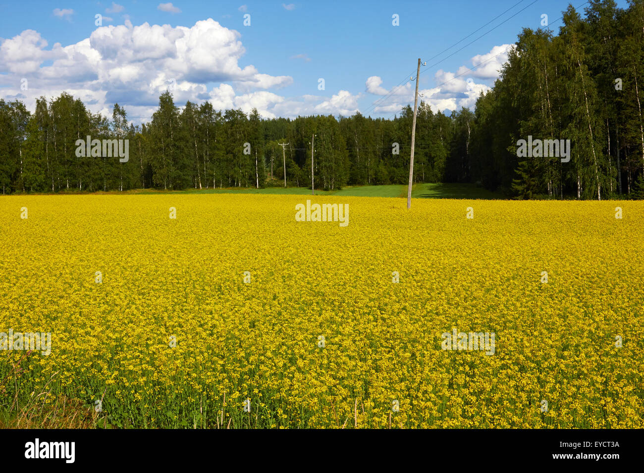 Turnip mustard field, Finland Stock Photo - Alamy