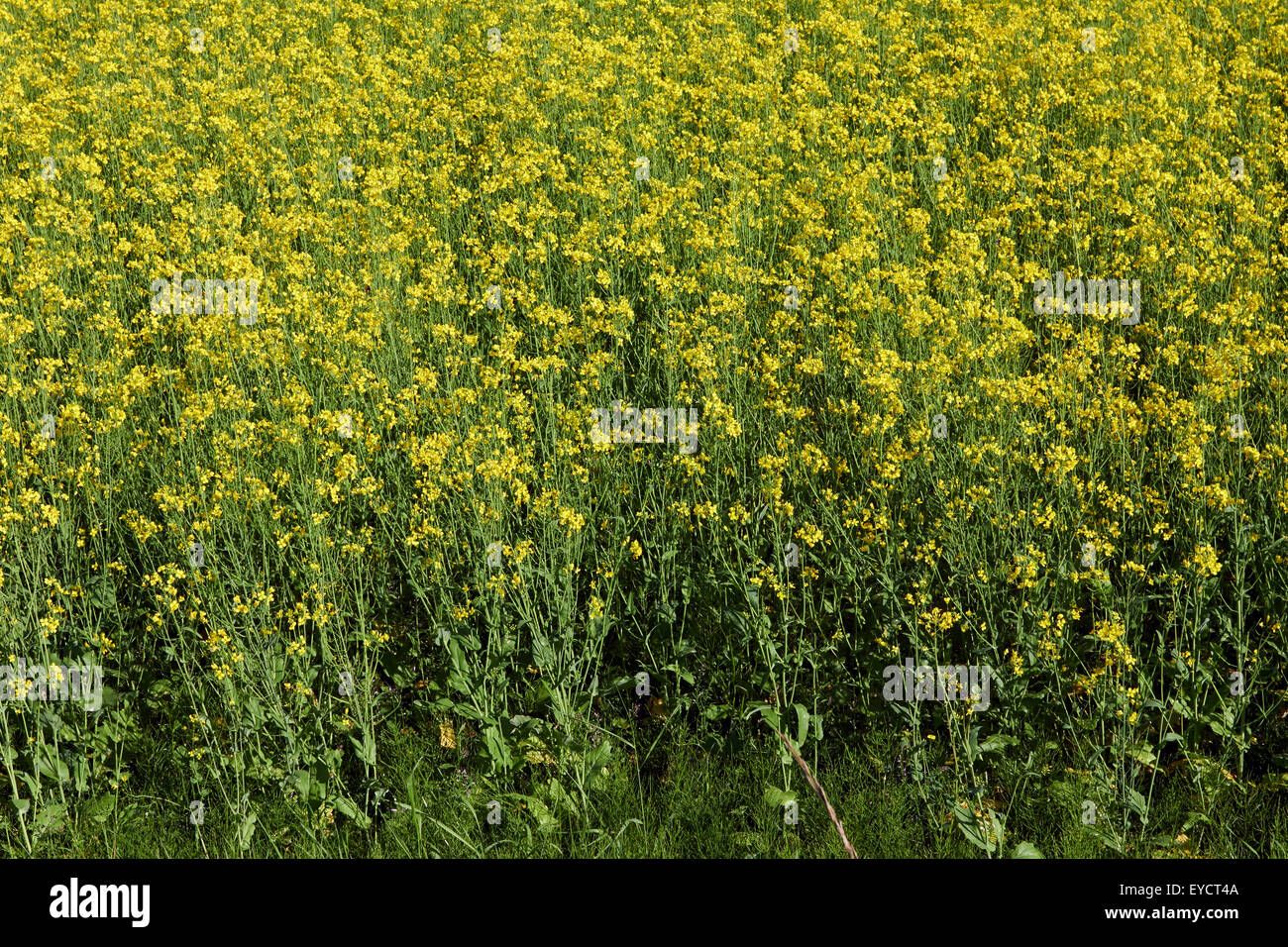 Turnip mustard field, Finland Stock Photo - Alamy