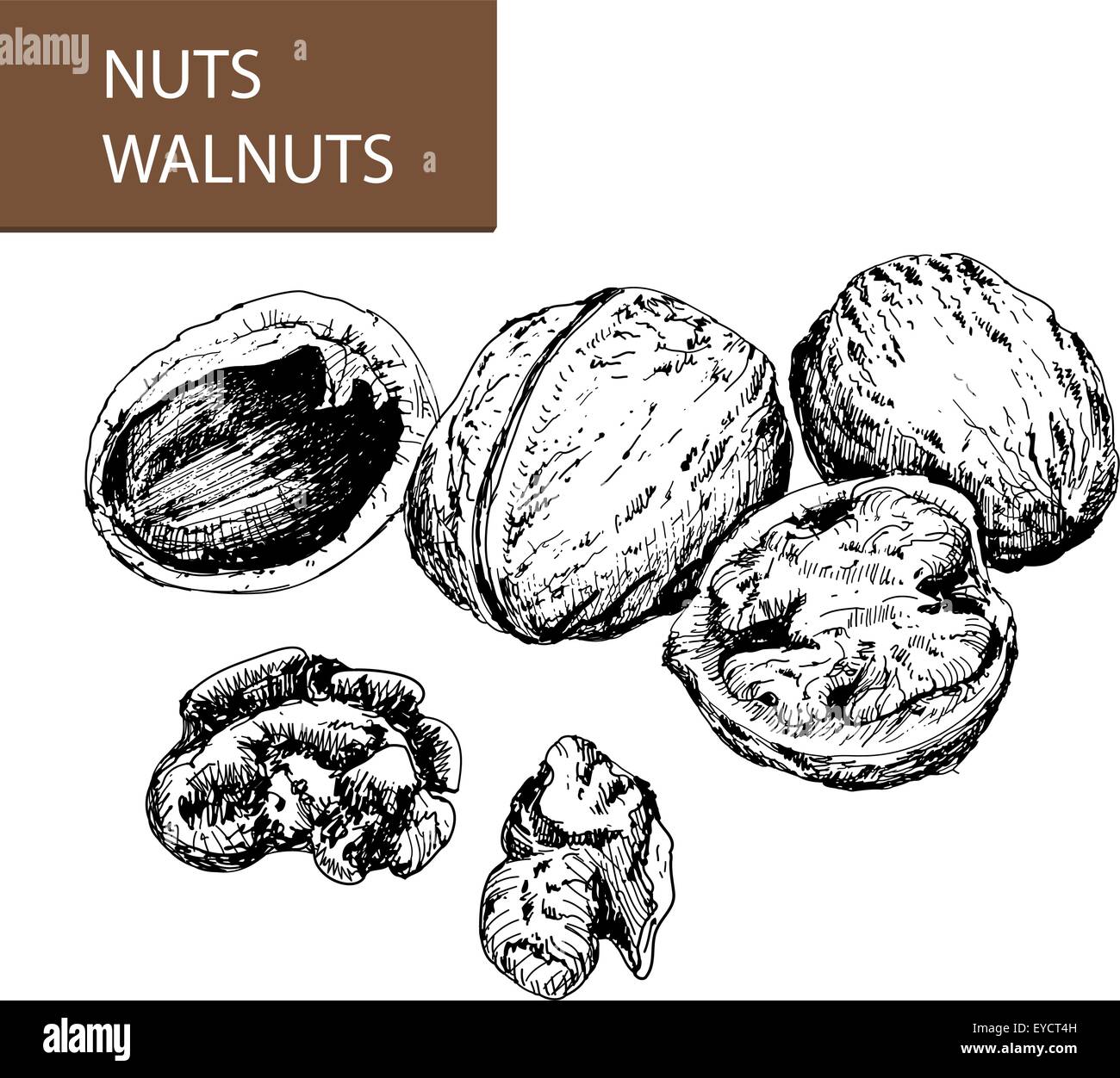 Nutshell illustration hi-res stock photography and images - Alamy