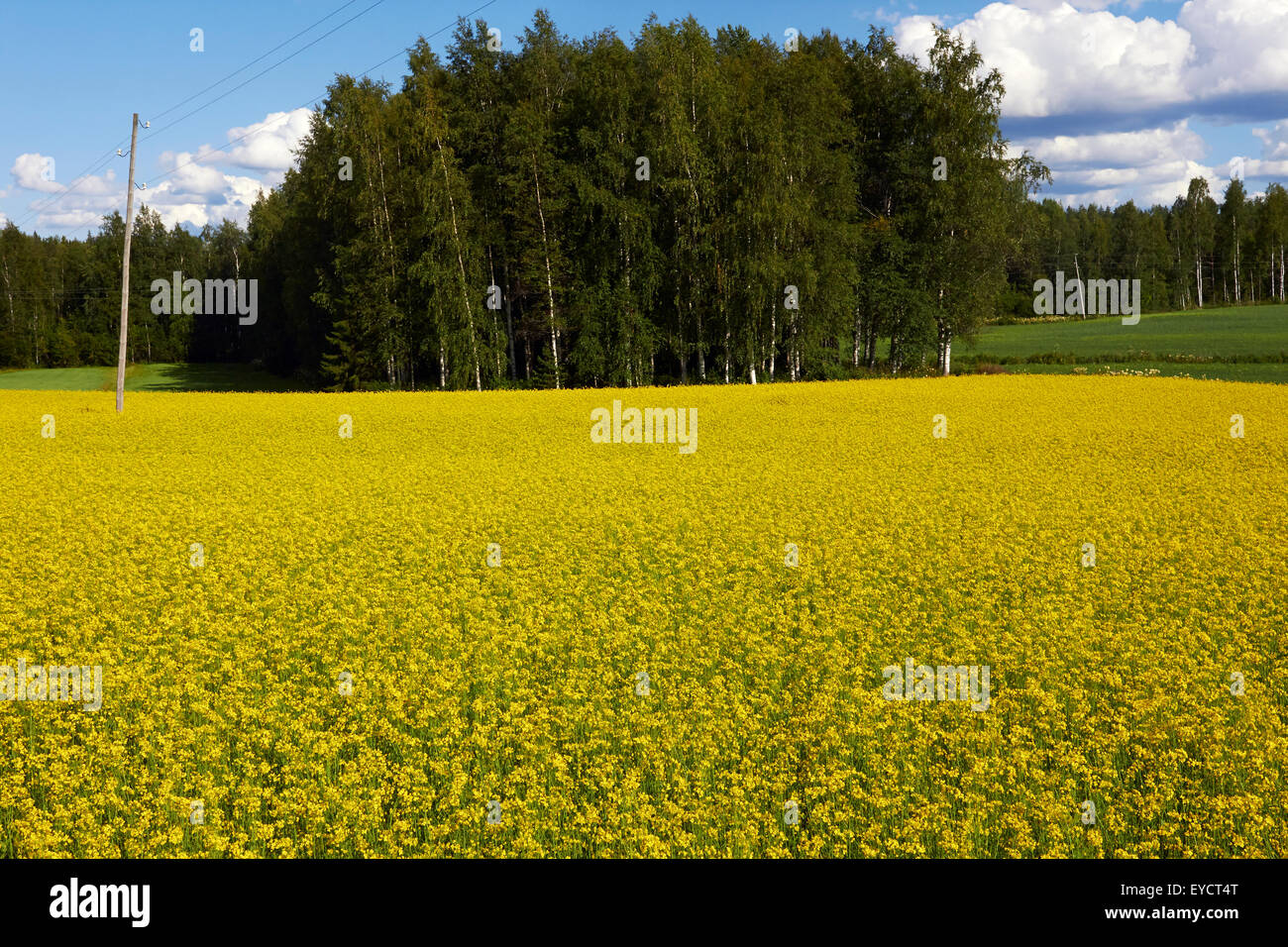 Turnip mustard field, Finland Stock Photo - Alamy