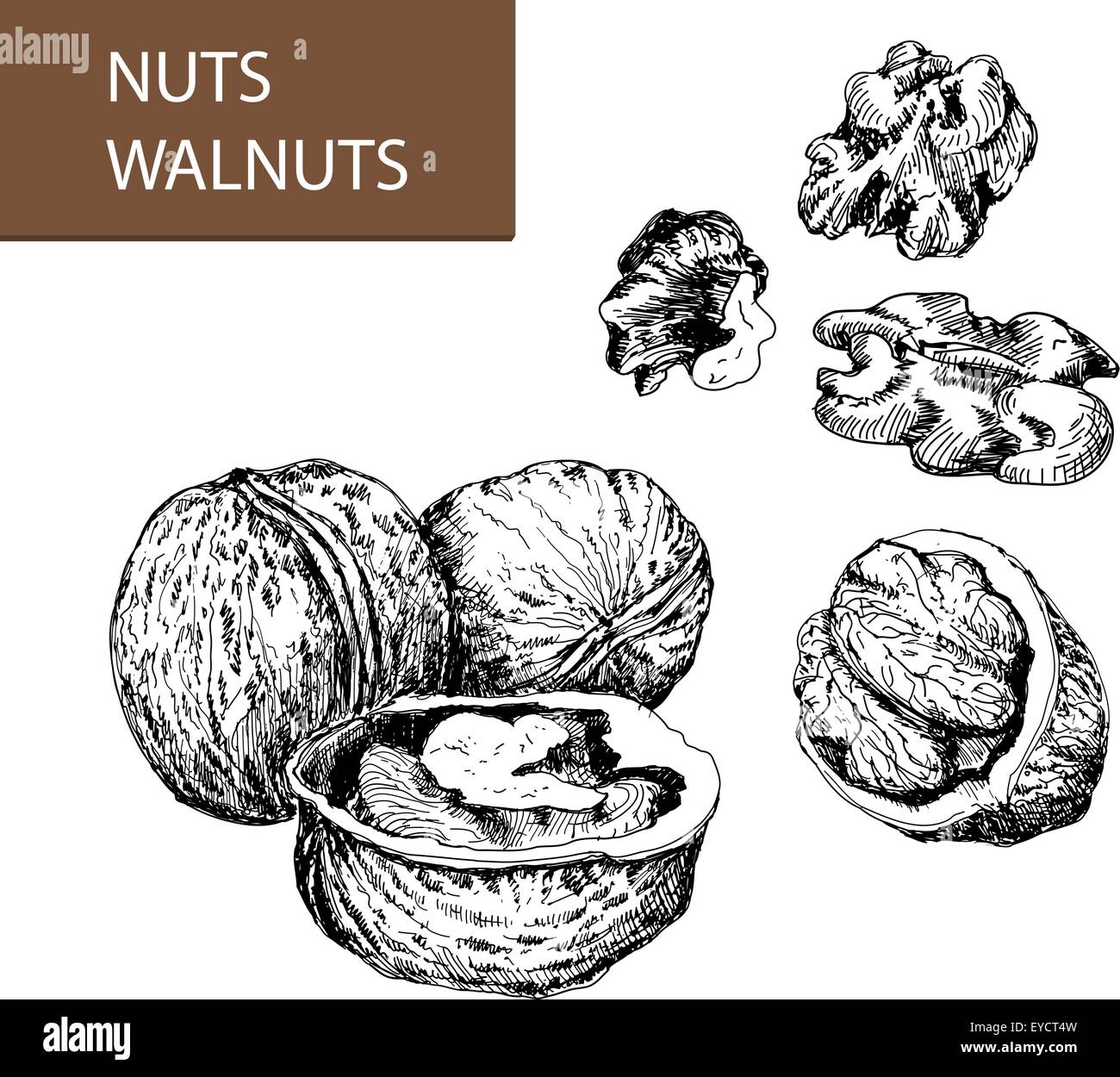 Nutshell illustration hi-res stock photography and images - Alamy