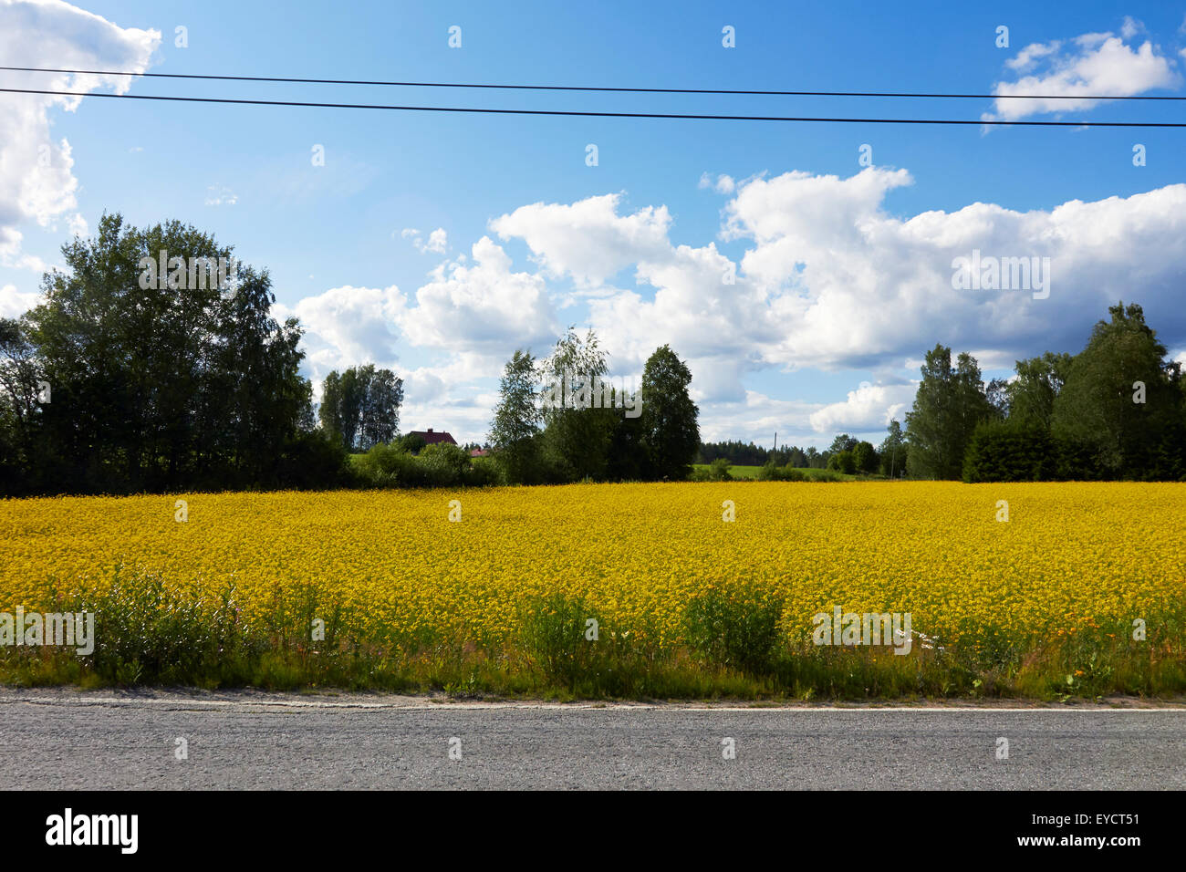Turnip mustard field, Finland Stock Photo - Alamy