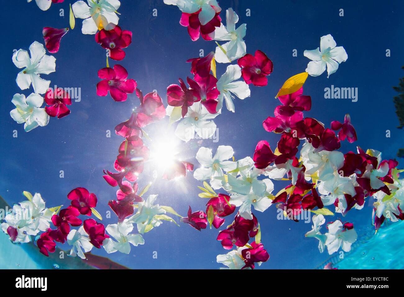 Underwater view of multicolored flower petals floating in swimming pool ...