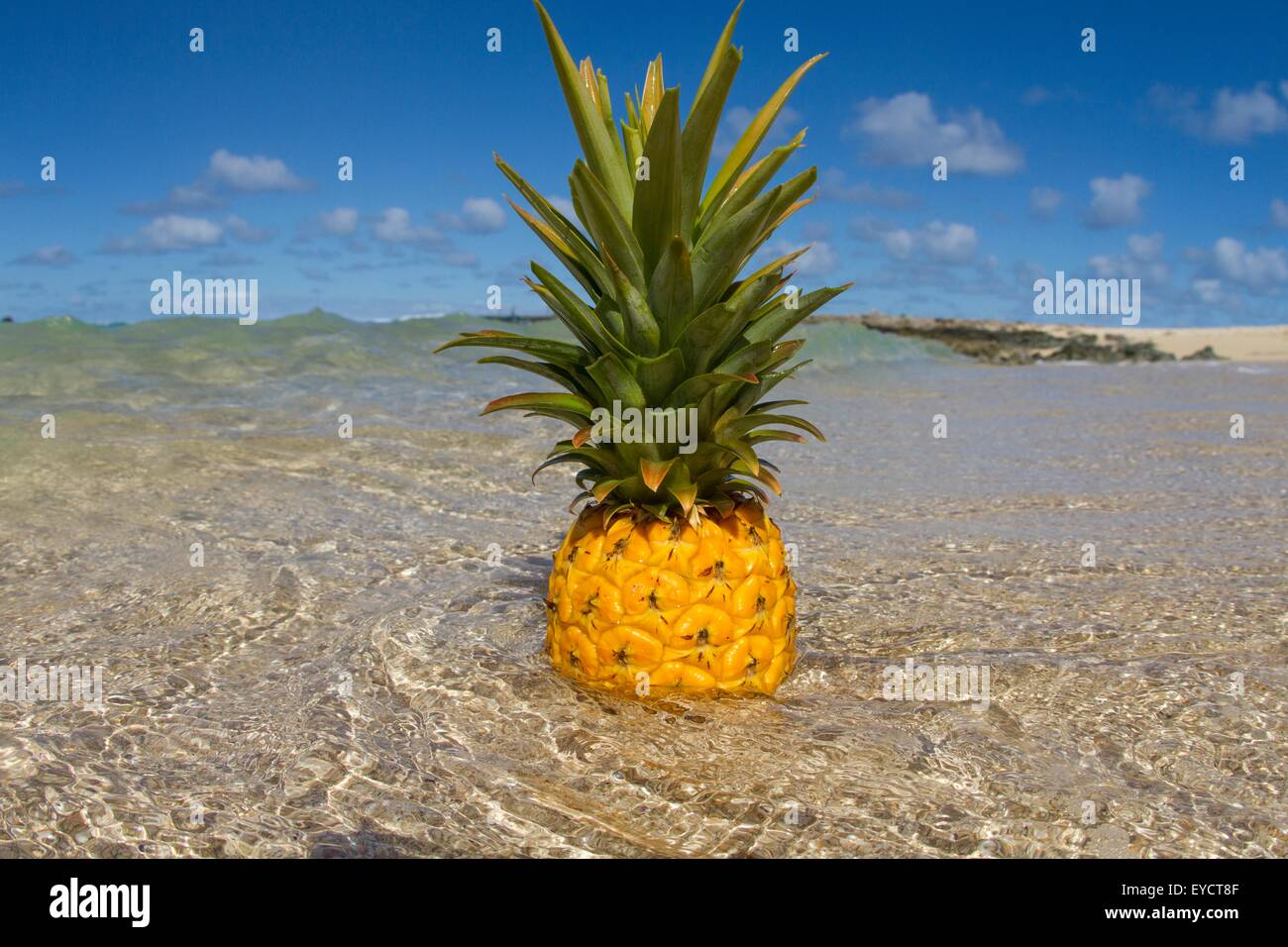 Pineapple standing in shallow sea Stock Photo - Alamy