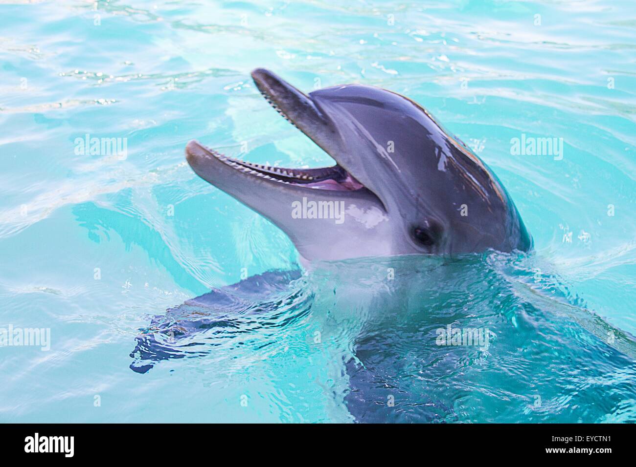 Dolphin In Water