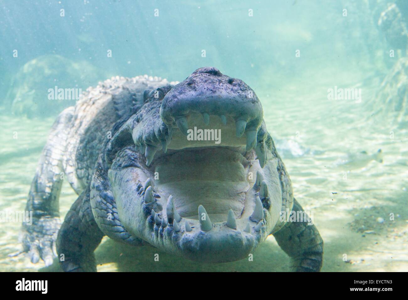 Saltwater crocodile under water Stock Photo - Alamy